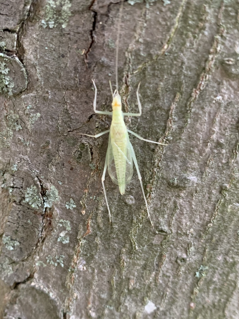 Common Tree Crickets from Keown St, Essex, ON, CA on August 09, 2020 at ...