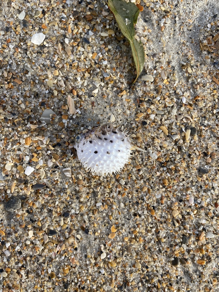 Longspined Porcupinefish from Masonboro Island, NC, US on August 5 ...