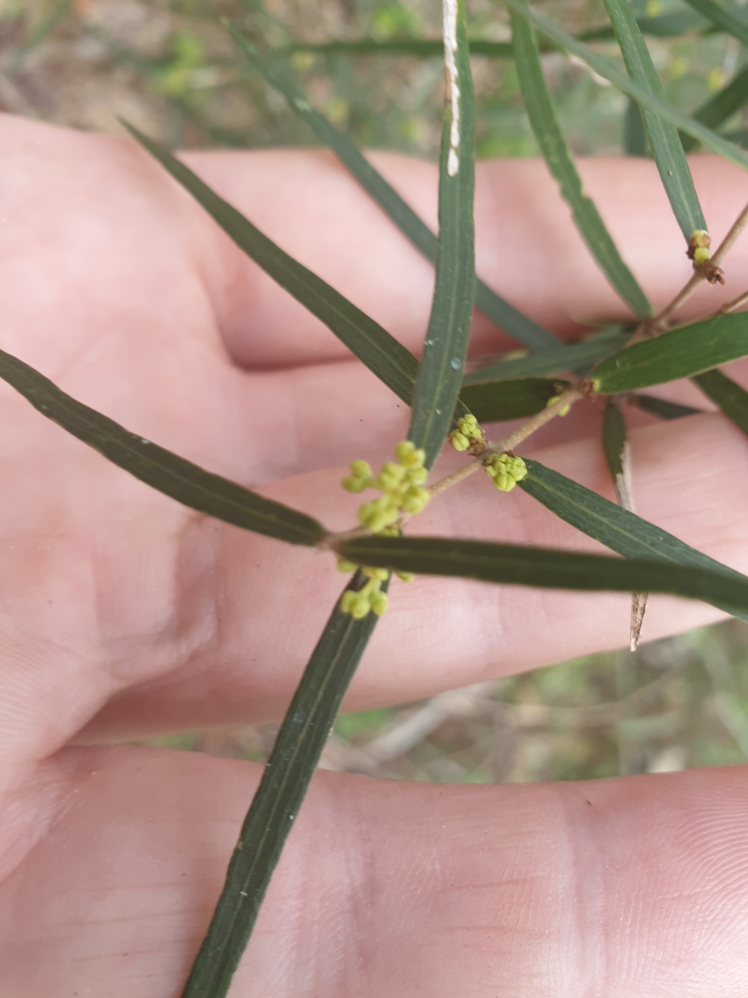 Notelaea lloydii Guymer