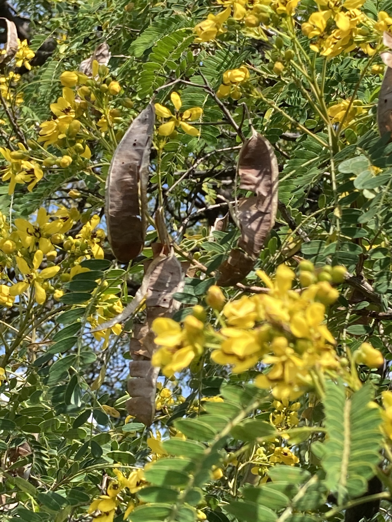 Senna polyantha (Collad.) H.S.Irwin & Barneby