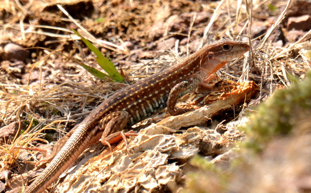 Common Spotted Whiptail (Herps of the McLennan County, TX Area ...