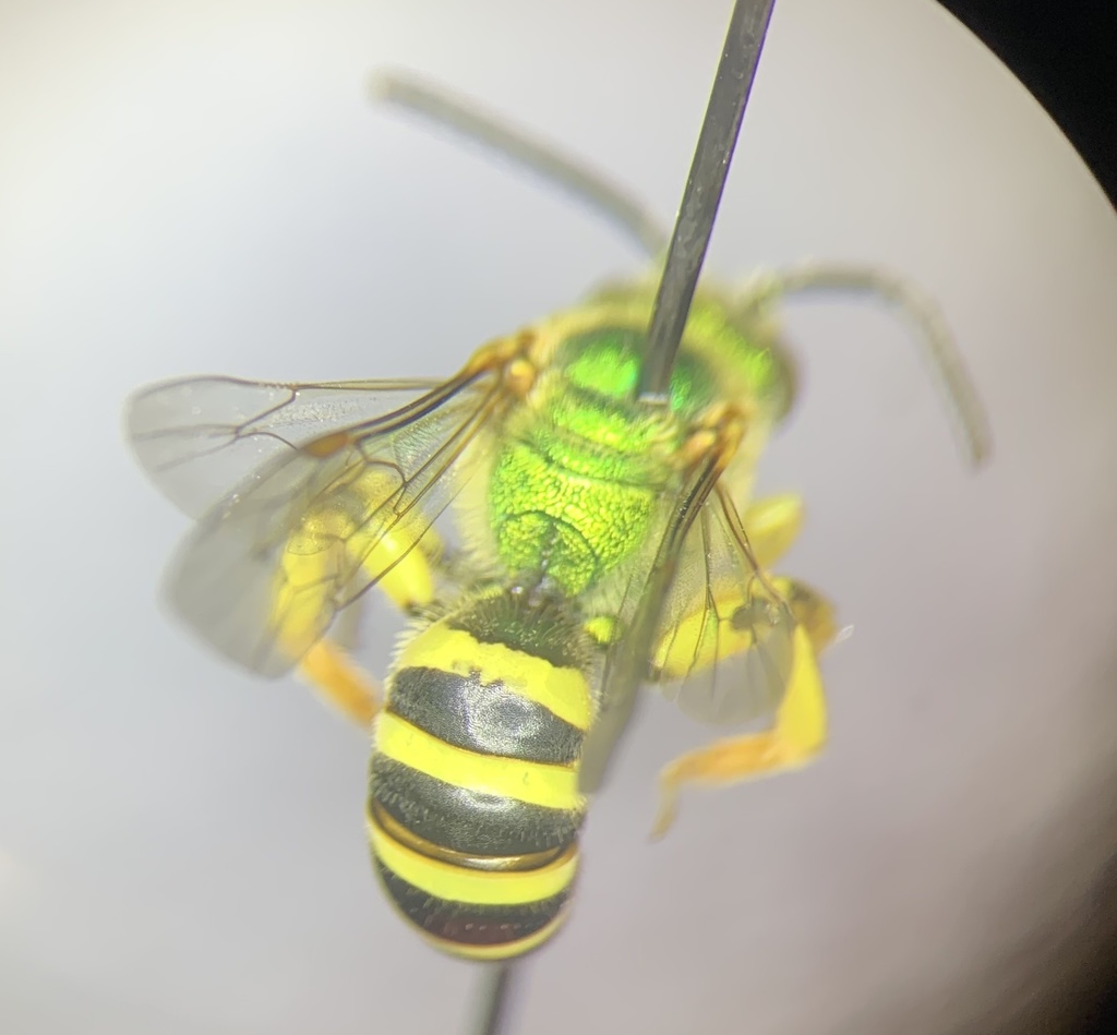 Bicolored Striped Sweat Bee from Valley City, OH, US on August 9, 2020 ...