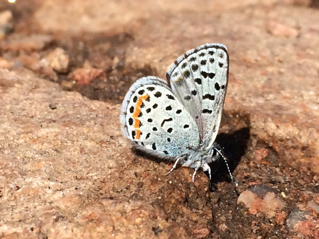 Rocky Mountain Dotted Blue (Arthropods of Sweitzer Lake State Park ...