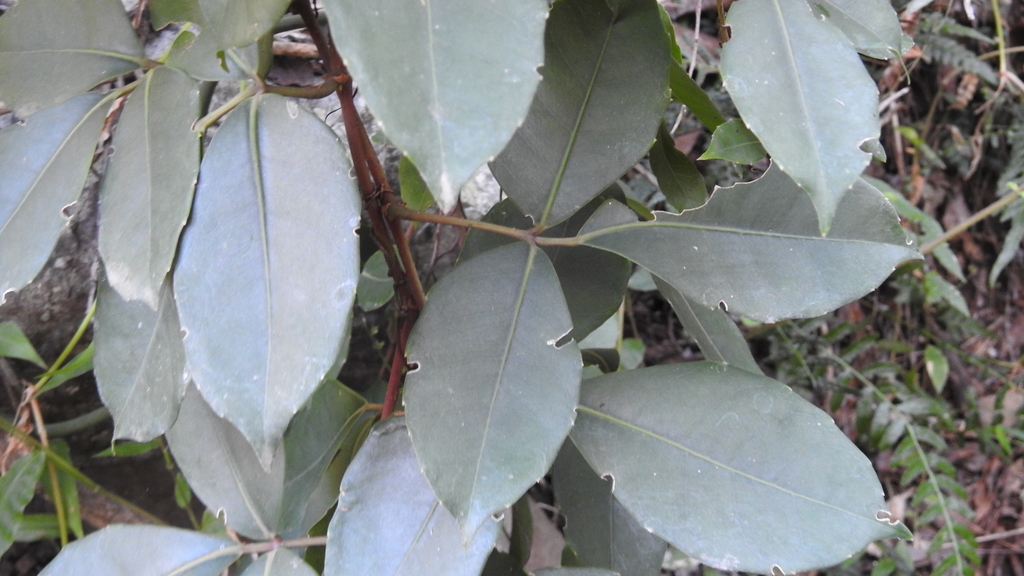 Native Grape from Tablelands QLD 4680, Australia on July 18, 2020 at 02 ...