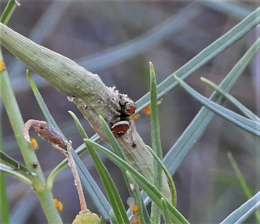 Apache Jumping Spider from lake pueblo State Park on August 09, 2020 at ...