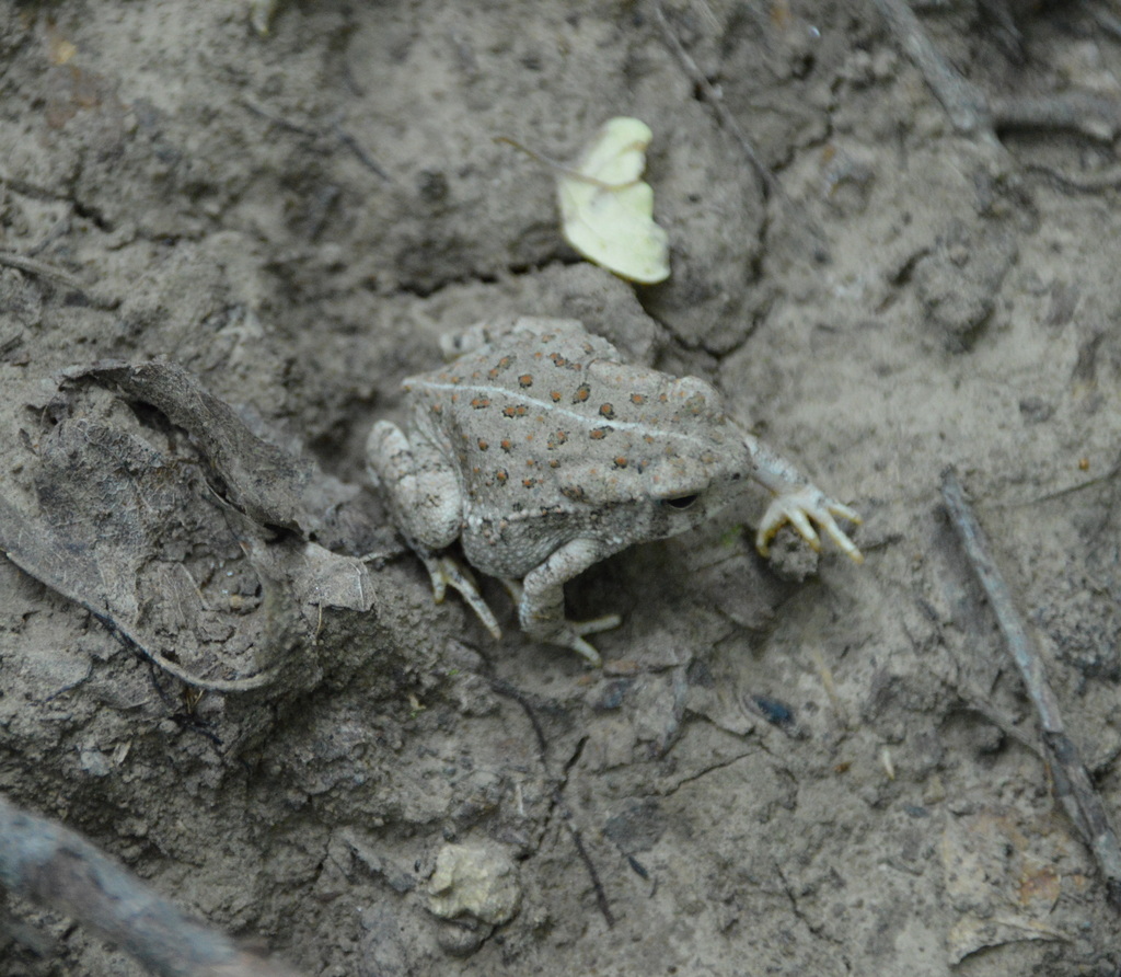 Woodhouse's Toad in August 2020 by Frank Ziegler · iNaturalist