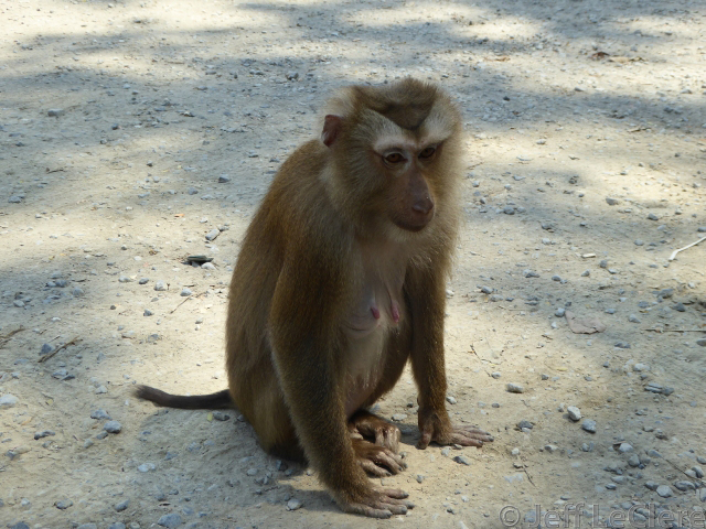 Northern Pig-tailed Macaque in February 2015 by Jeff LeClere · iNaturalist