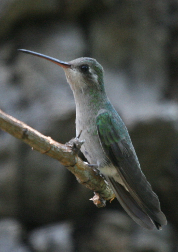 Colibrí pico ancho norteño desde Iztacalco el11 de octubre de 2010 de ...