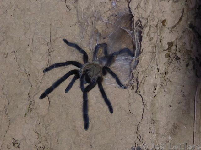 Asia-Pacific Tarantulas from Huai Mae Priang, Kaeng Krachan District ...