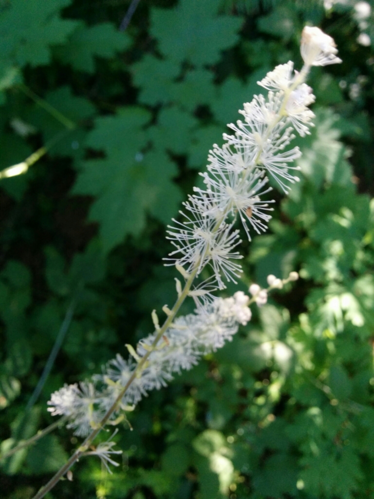 Tall Bugbane (Organisms of the Alouette Watershed) · iNaturalist