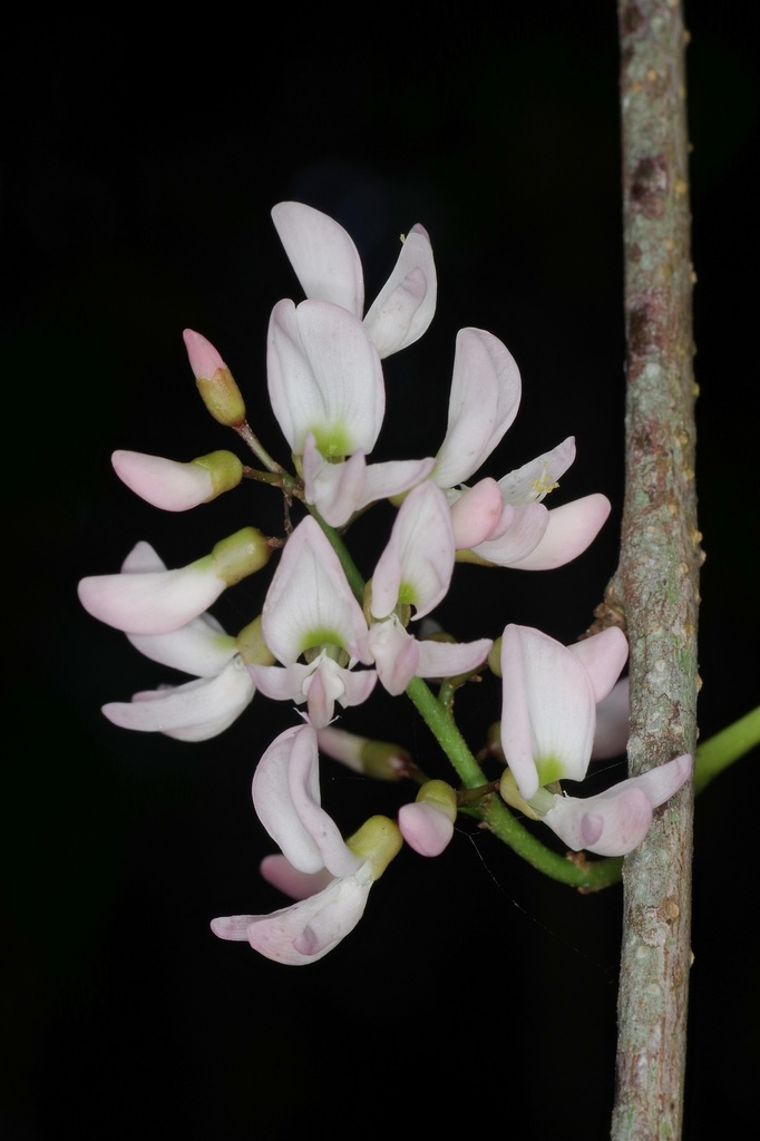 Derrises (Derris) - Botanical Realm