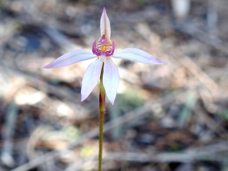 fairy orchid from Tinnanbar QLD 4650, Australia on August 10, 2020 at ...