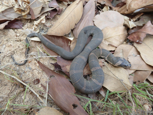 Deuve's Water Snake from Na Wa, Nakhon Phanom, Thailand on January 17 ...