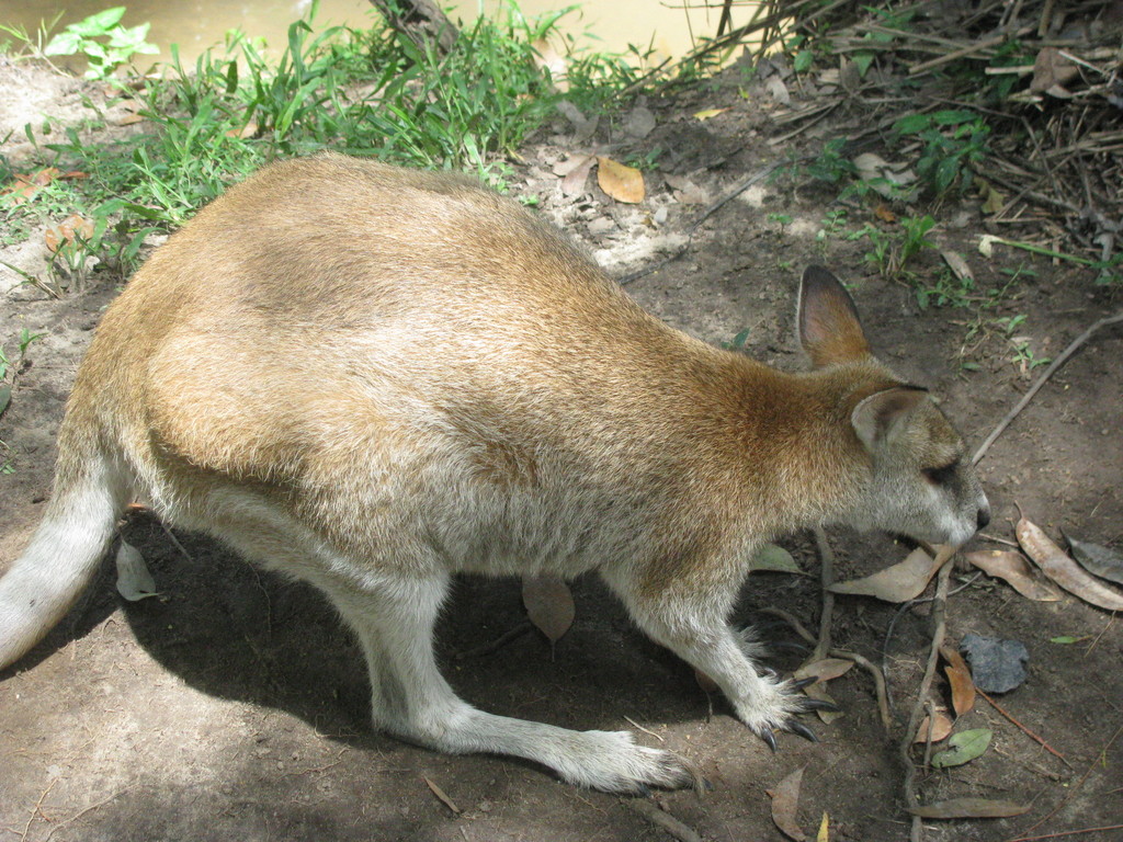 Mainland Red-necked Wallaby (Notamacropus rufogriseus banksianus ...