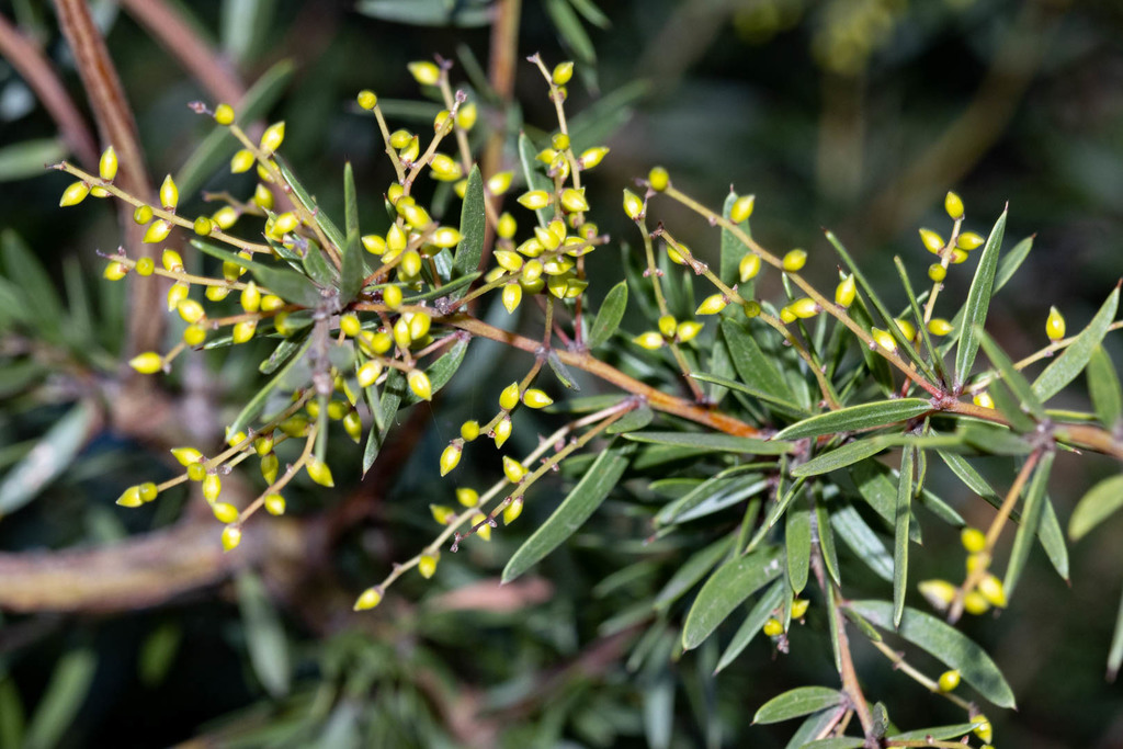 Rice's Wattle (Acacia riceana) - Botanical Realm
