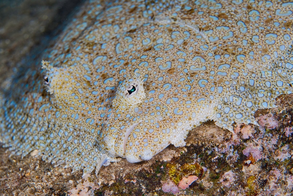 Pacific Peacock Flounder from North Shore, Waialua, HI, USA on August 8 ...