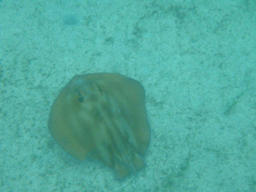 Brazilian Large-eyed Stingray (Hypanus marianae) - Marine Life ...