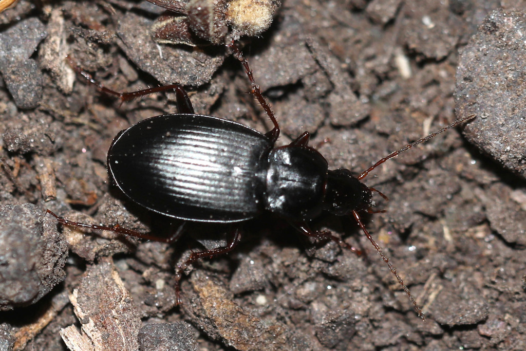 Calathus rotundicollis from Leipzig 2, Sachsen, Germany on August 5 ...