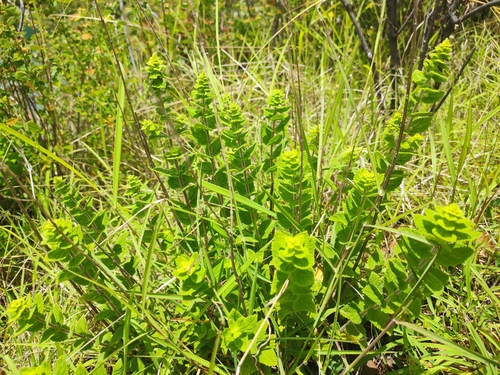 Isodon phyllostachys · iNaturalist