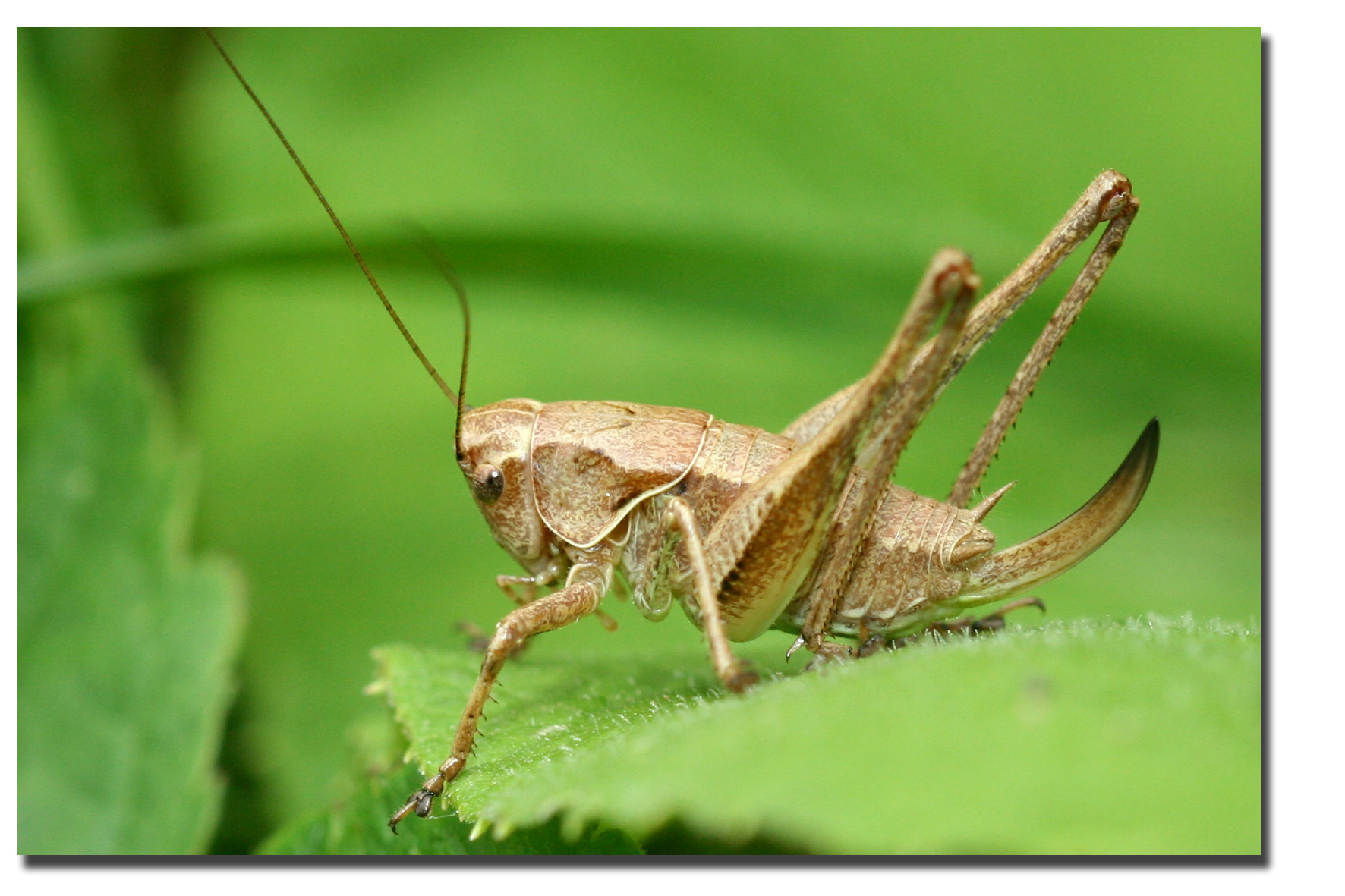 Bush Crickets