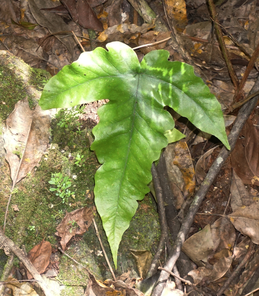 Broad Halberd Fern (Tectaria heracleifolia) - Botanical Realm