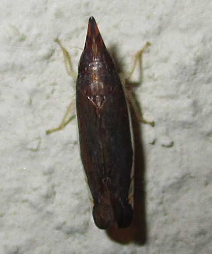 Genus Grammacephalus · iNaturalist