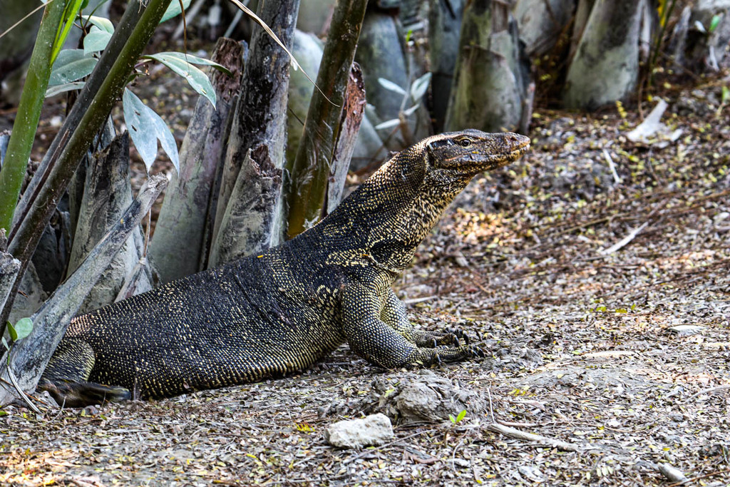 Southeast Asian Water Monitor from Sundarbans on January 25, 2018 at 02 ...