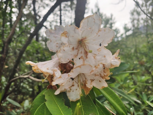 Rhododendron decorum · iNaturalist