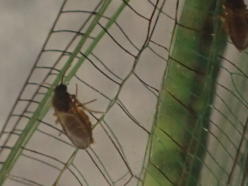 Forcipomyia eques · iNaturalist