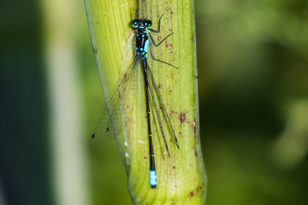 Pacific Forktail (Steigerwald 2017 Insect and Spider Species) · iNaturalist
