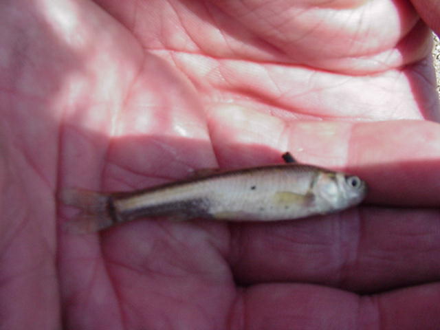 Fathead Minnow from Hutchinson County, SD, USA on July 16, 2002 at 10: ...