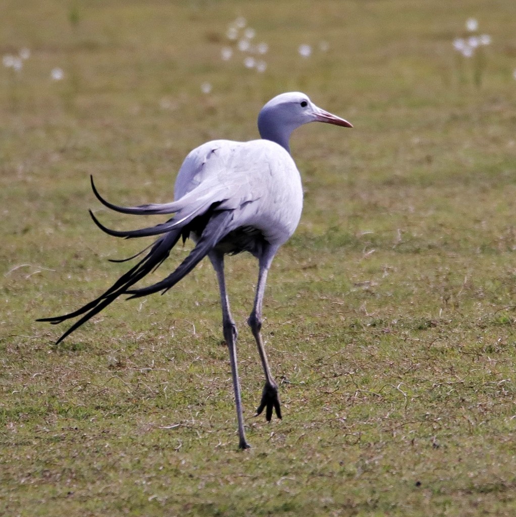 Blue Crane from N2 to Gouritzmond on August 8, 2020 at 01:52 PM by ...