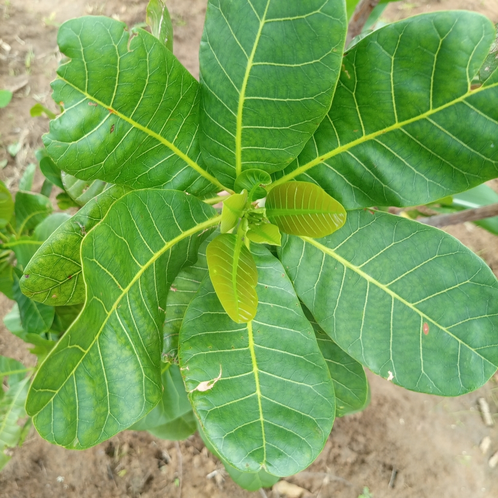 cashew (Anacardium occidentale) - Botanical Realm