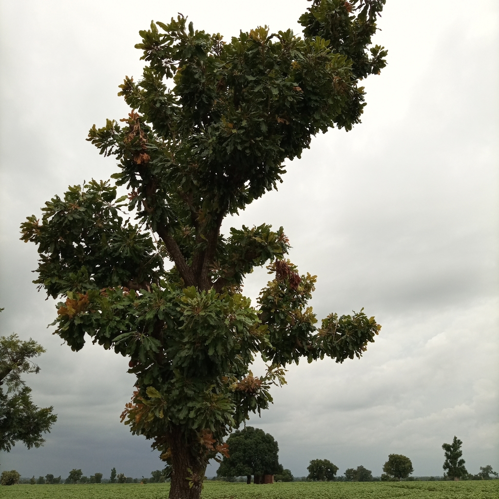 Shea Tree in August 2020 by Elias · iNaturalist