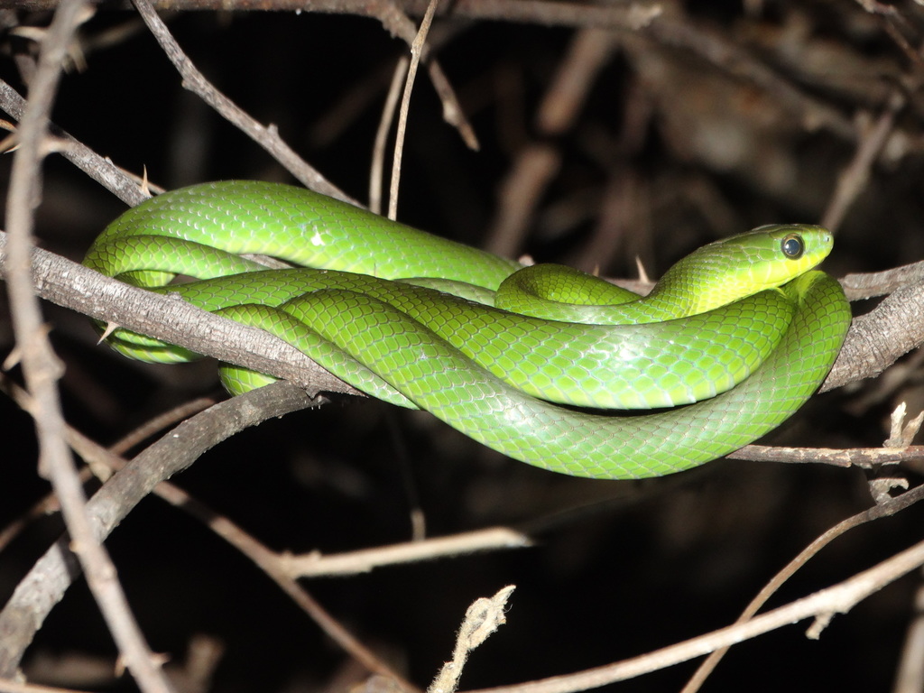 Philodryas olfersii herbeus from Conceição - PB, Brasil on April 08 ...