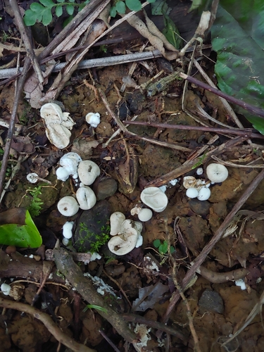 (Lycogalopsis solmsii)