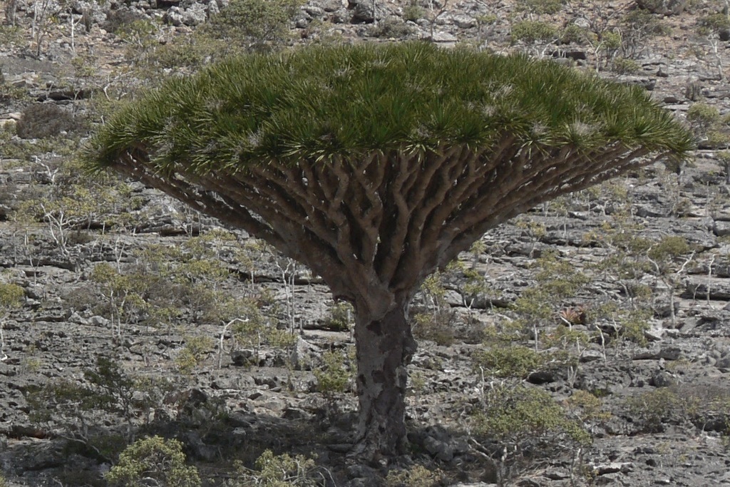 dragon blood tree (Dracaena cinnabari) - Botanical Realm