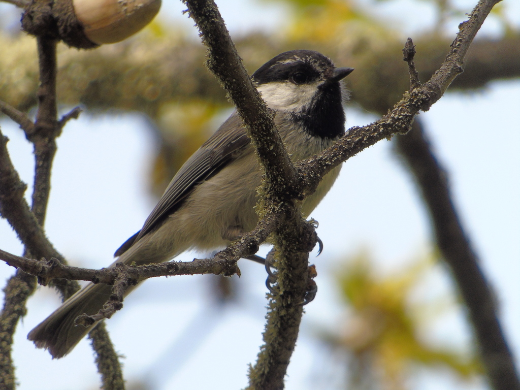 Black-capped × Mountain Chickadee (Chickadees of the US) · iNaturalist