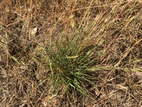 California oat grass (Native Grasses of Ring Mountain) · iNaturalist