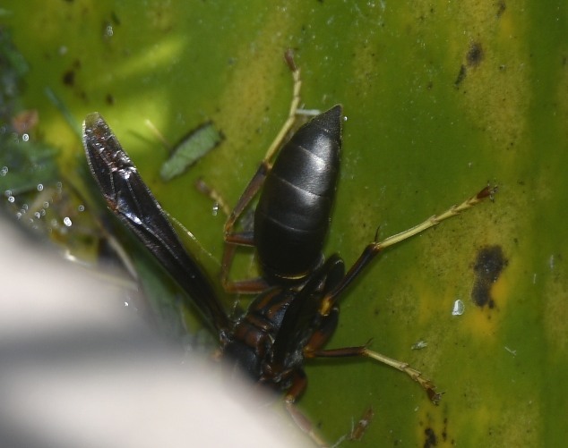 fuscatus-group Paper Wasps from Norton, WV 26285, USA on August 10 ...