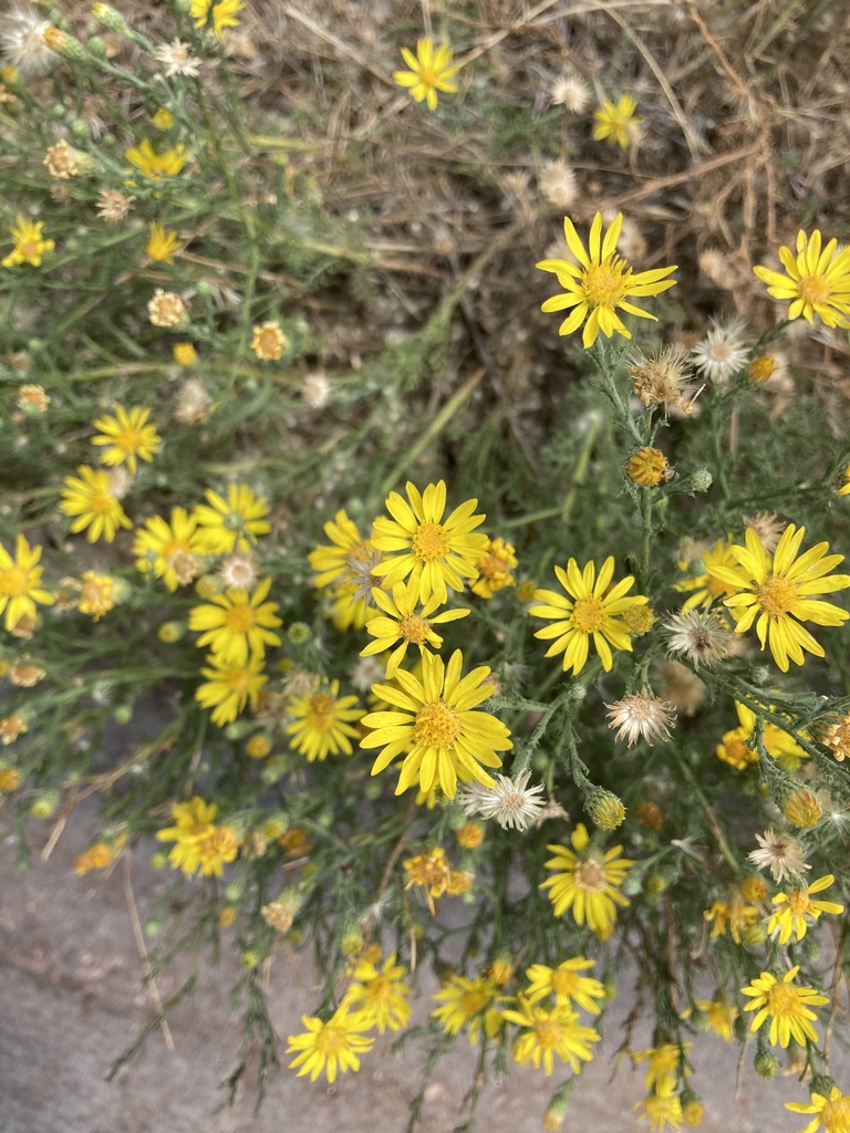 Spiny Goldenweed in August 2020 by clarissc · iNaturalist
