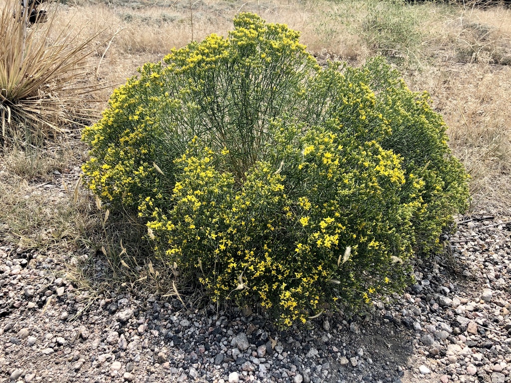 Broom Snakeweed from Martin Luther King Jr Blvd, Denver, CO, US on ...