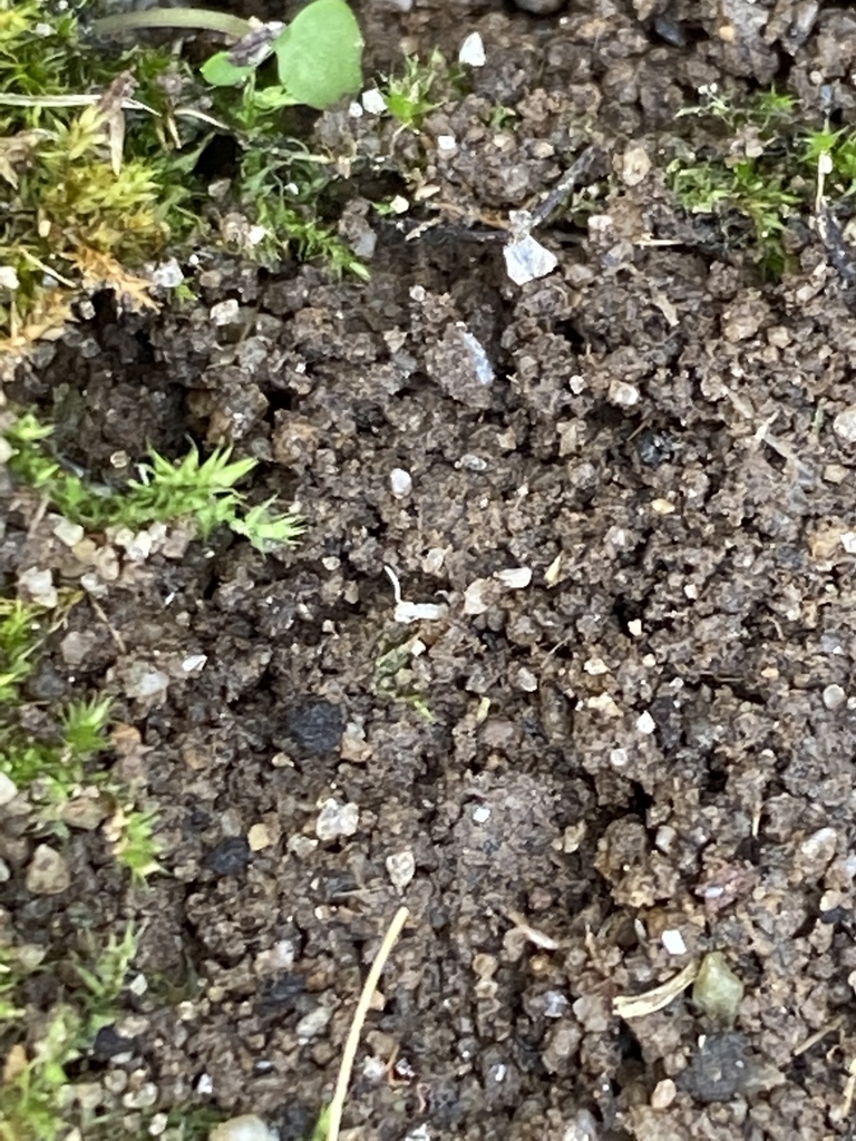 Symphylans from Long Island, Massapequa, NY, US on August 10, 2020 at ...