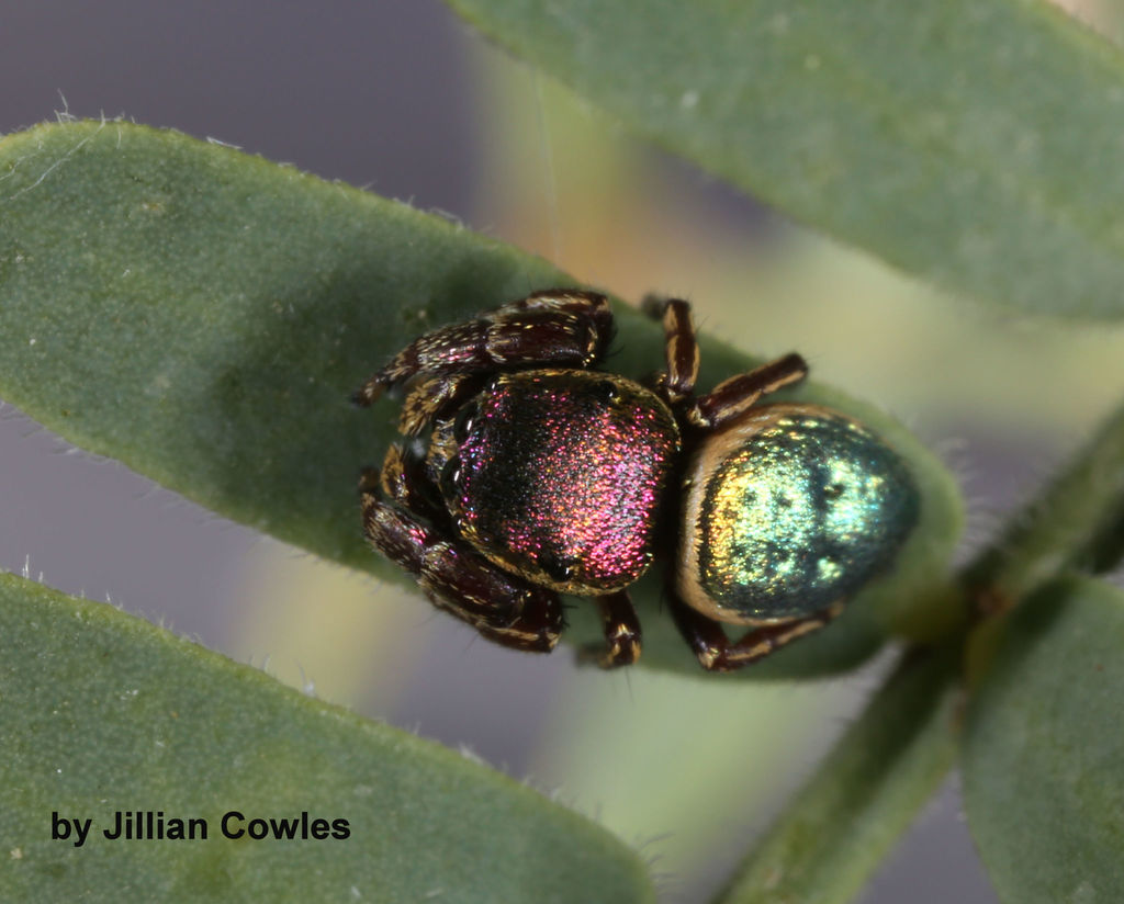 Common Leaf-beetle Jumping Spider from 15400 E Colossal Cave Rd, Vail ...