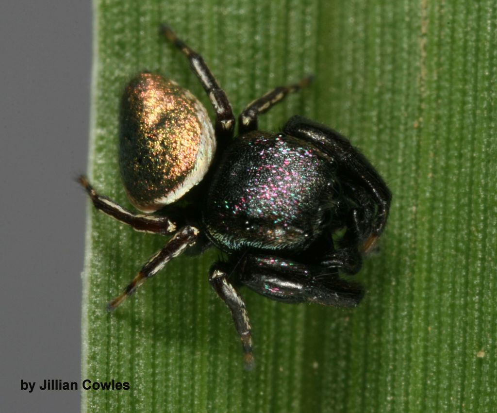 Common Leaf-beetle Jumping Spider from 15400 E Colossal Cave Rd, Vail ...