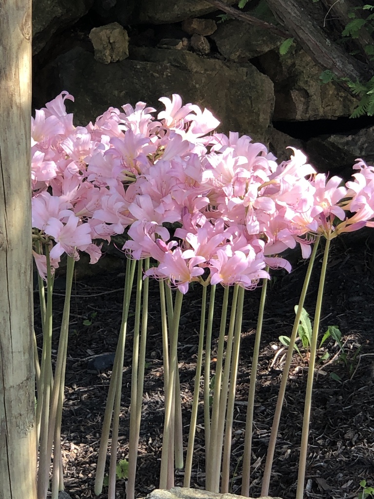 Surprise Lily from Grove Ln, Delaplane, VA, US on August 10, 2020 at 04 ...