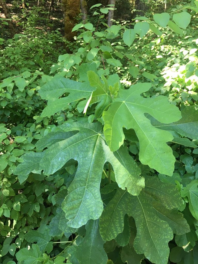 common fig from Highland Way, Los Gatos, CA, US on August 09, 2020 at ...