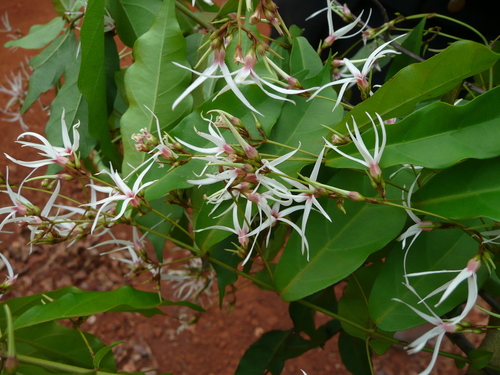 Baissea multiflora · NaturaLista Colombia