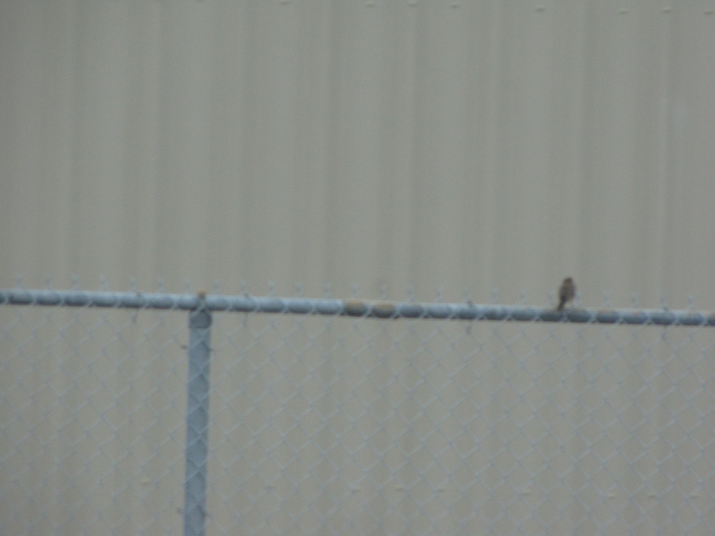Perching Birds from Cassidy, BC, Canada on August 7, 2020 at 12:50 PM ...