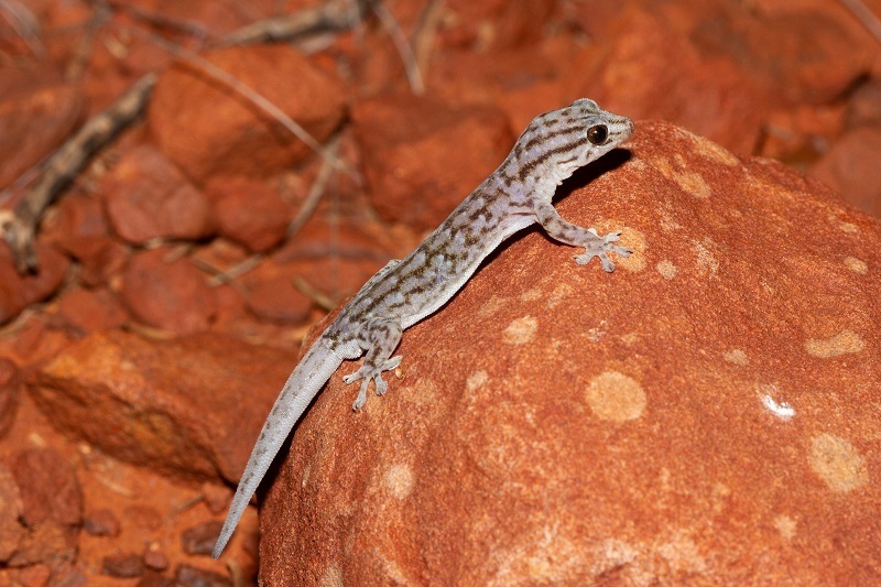 Eastern tree dtella from Ormiston Gorge, Mount Zeil NT 0872, Australia ...
